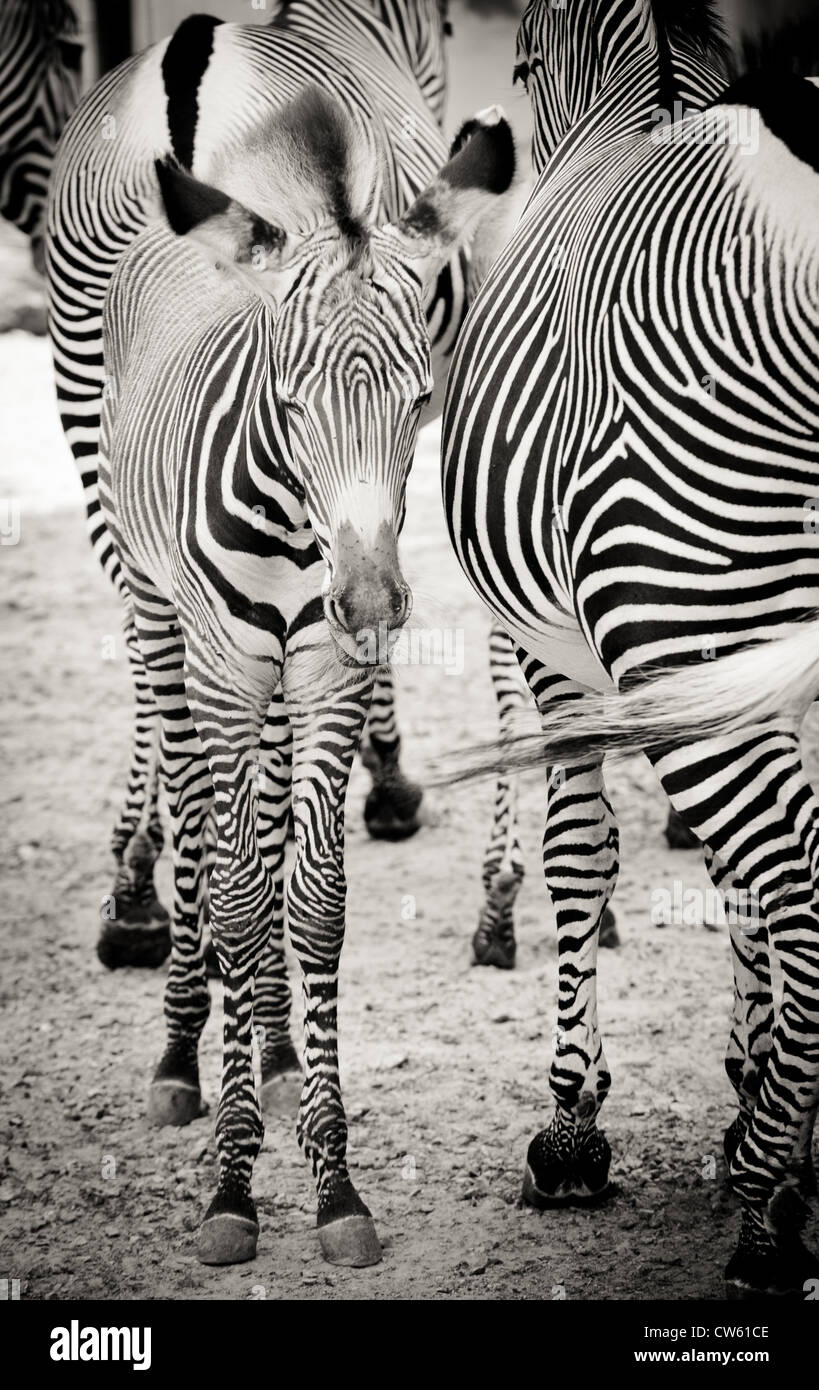 Zebra flat hi-res stock photography and images - Alamy