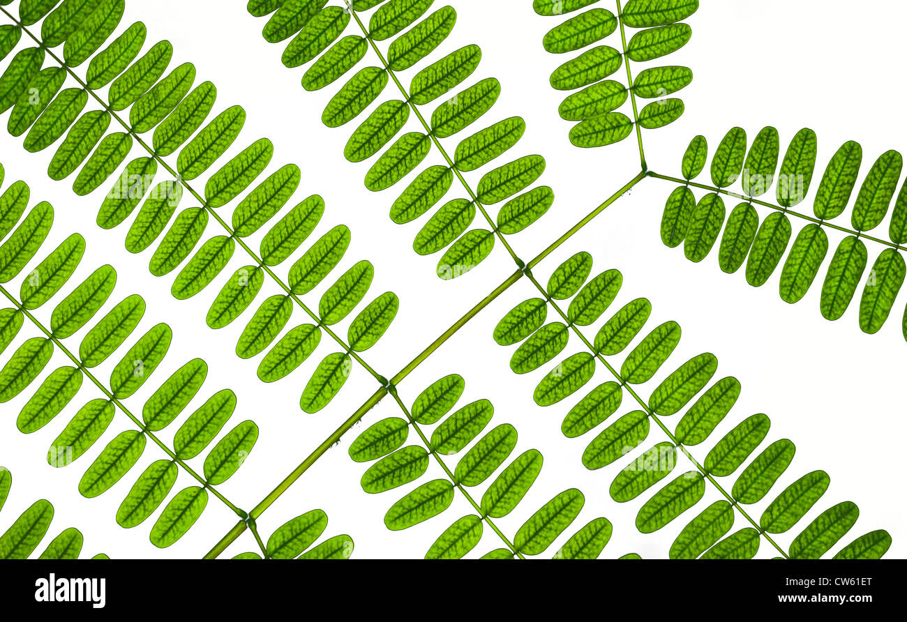 White leaf pattern hi-res stock photography and images - Alamy