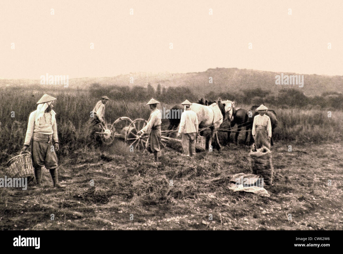 World War I. Indo-Chinese farm workers in the fields near the front ...