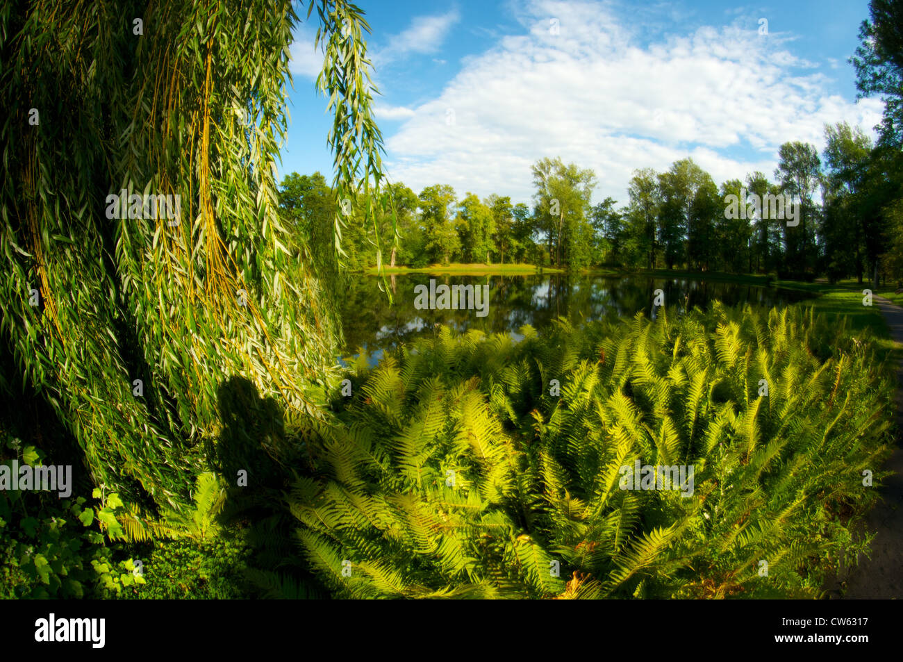 Willow pool hi-res stock photography and images - Alamy