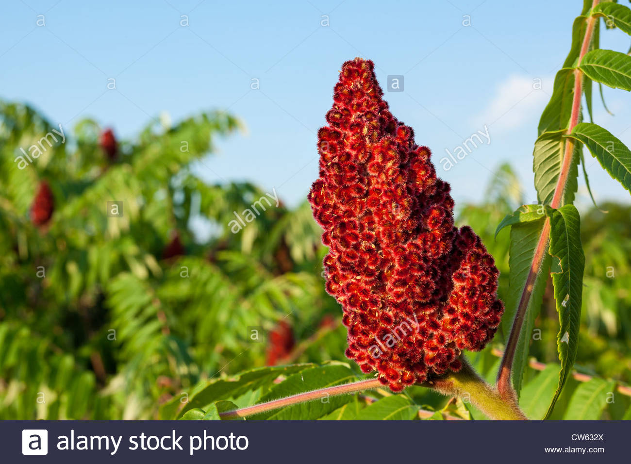 Sumac High Resolution Stock Photography and Images - Alamy