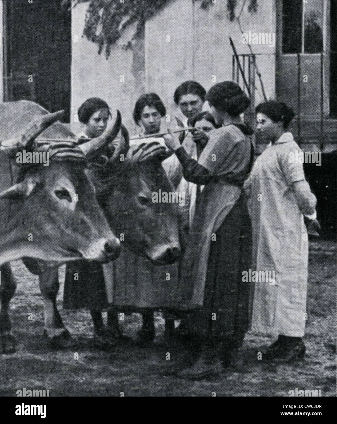 Oxes yoked together at a school farm Stock Photo - Alamy