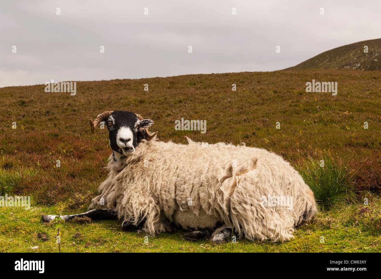 A Swaledale sheep in Swaledale in the Yorkshire Dales in North ...