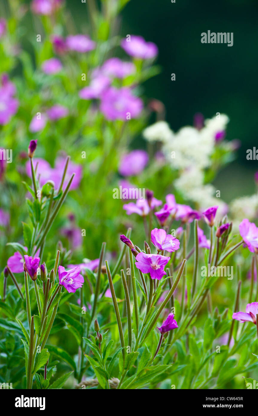 Purple pink wild flower Corncockle agrostemma githago Stock Photo - Alamy