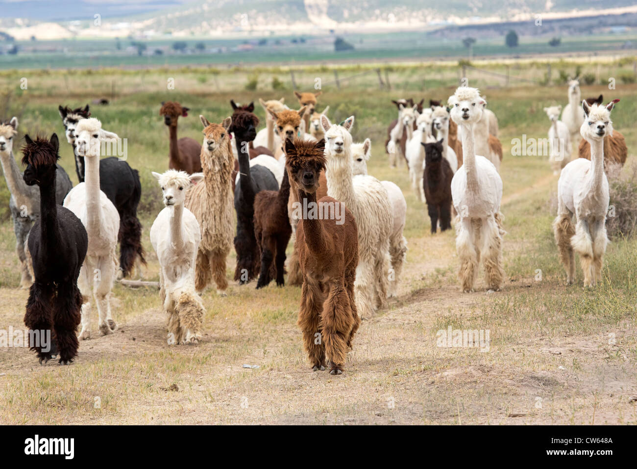 Group of alpacas in field hi-res stock photography and images - Alamy