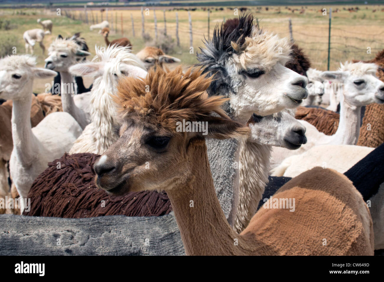 Curious llama expression hi-res stock photography and images - Alamy