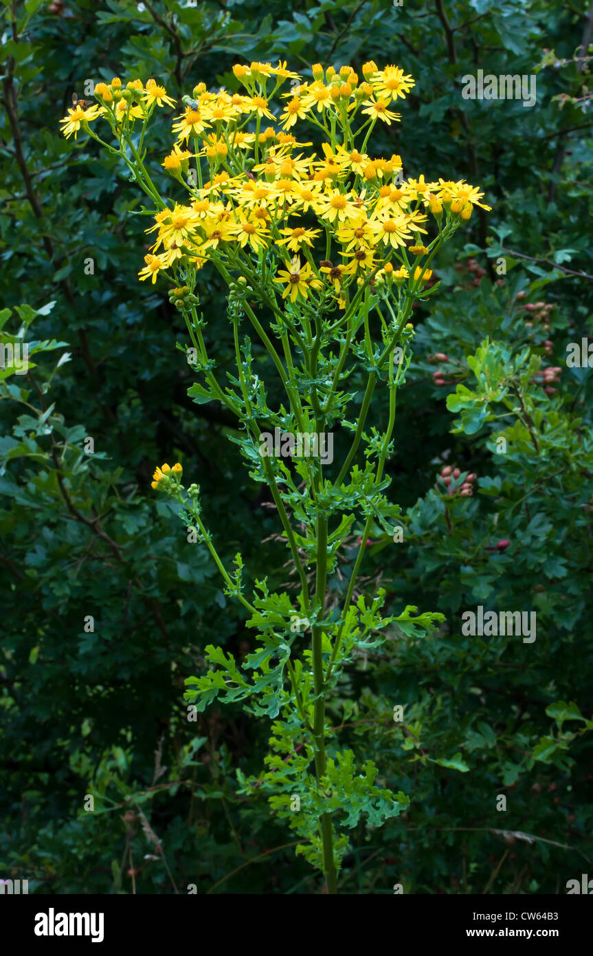 Yellow wild flower tansy ragwort Senecio jacobaea Stock Photo - Alamy