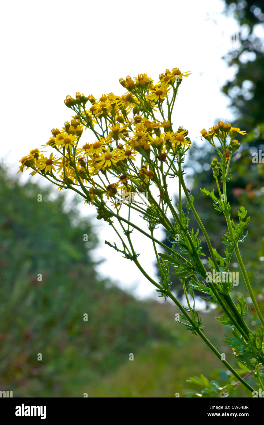 Yellow wild flower tansy ragwort Senecio jacobaea Stock Photo - Alamy