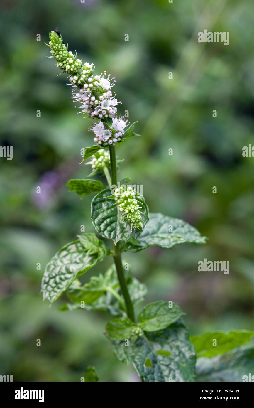 Mint bloom hi-res stock photography and images - Alamy
