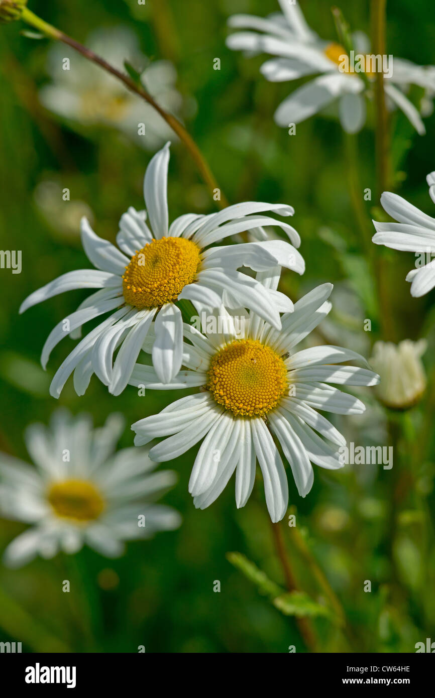 Wild daisy's in a meadow Stock Photo - Alamy