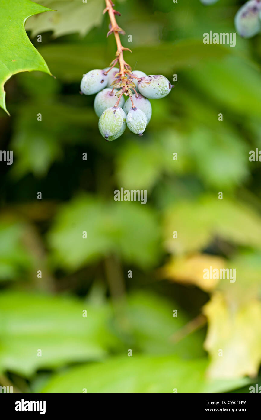 mahonia fruit on a bush in a uk garden Stock Photo - Alamy