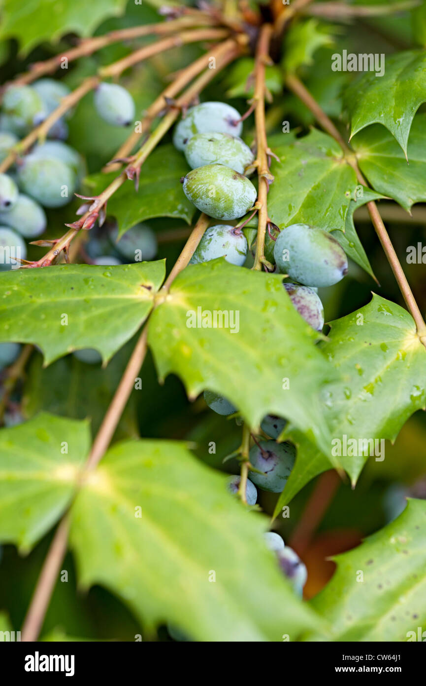 mahonia fruit on a bush in a uk garden Stock Photo - Alamy
