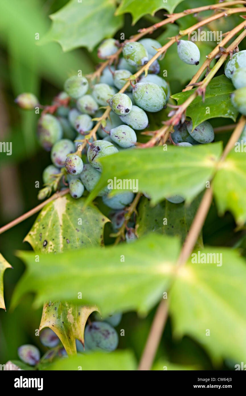 mahonia fruit on a bush in a uk garden Stock Photo - Alamy