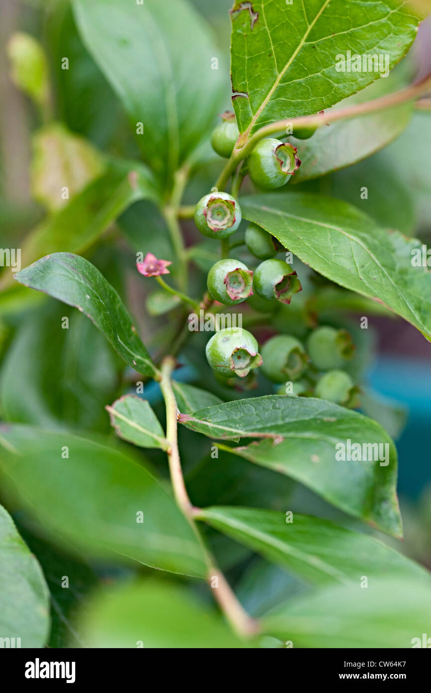 mahonia fruit on a bush in a uk garden Stock Photo - Alamy