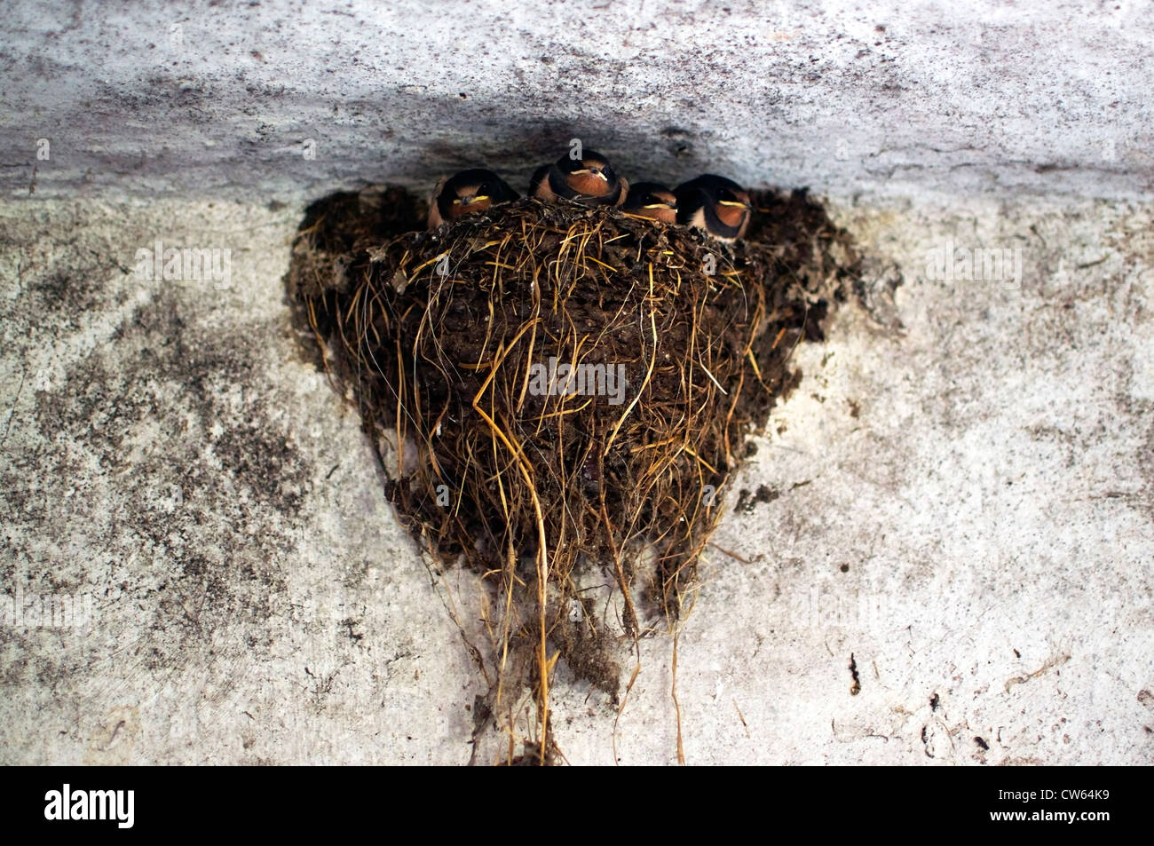Four young swallow fledglings in their nest Stock Photo - Alamy