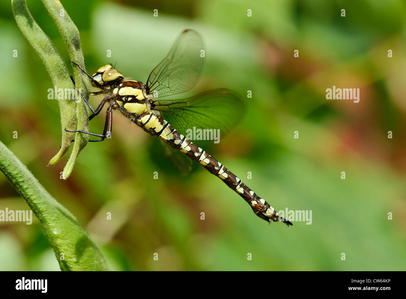 Female Southern Hawker dragonfly Aeshna cyanea Stock Photo - Alamy