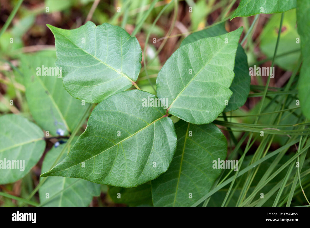 Poison Ivy (Rhus radicans Stock Photo - Alamy