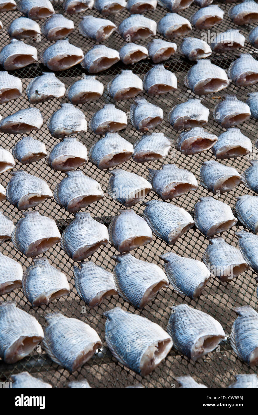 Fish skin light hi-res stock photography and images - Alamy