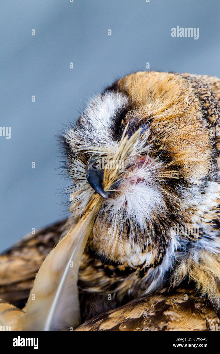 Eye of a long eared owl asio otus hi-res stock photography and images ...