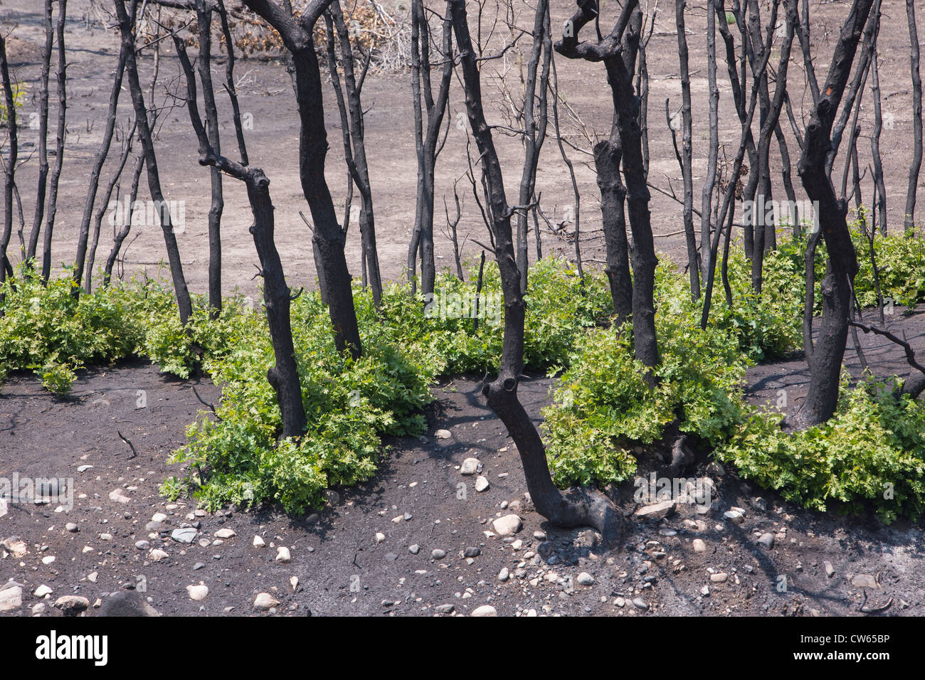 Wildfire devastation with oak brush, showing new growth several weeks ...