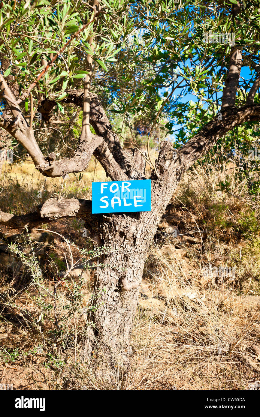 For sale sign on an olive tree in Greece Stock Photo - Alamy