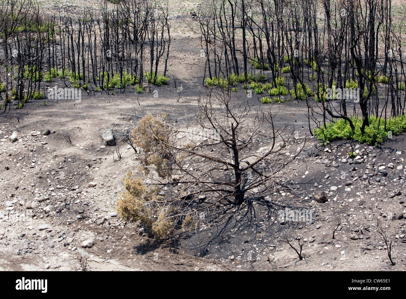 Wildfire devastation with oak brush, showing new growth several weeks ...