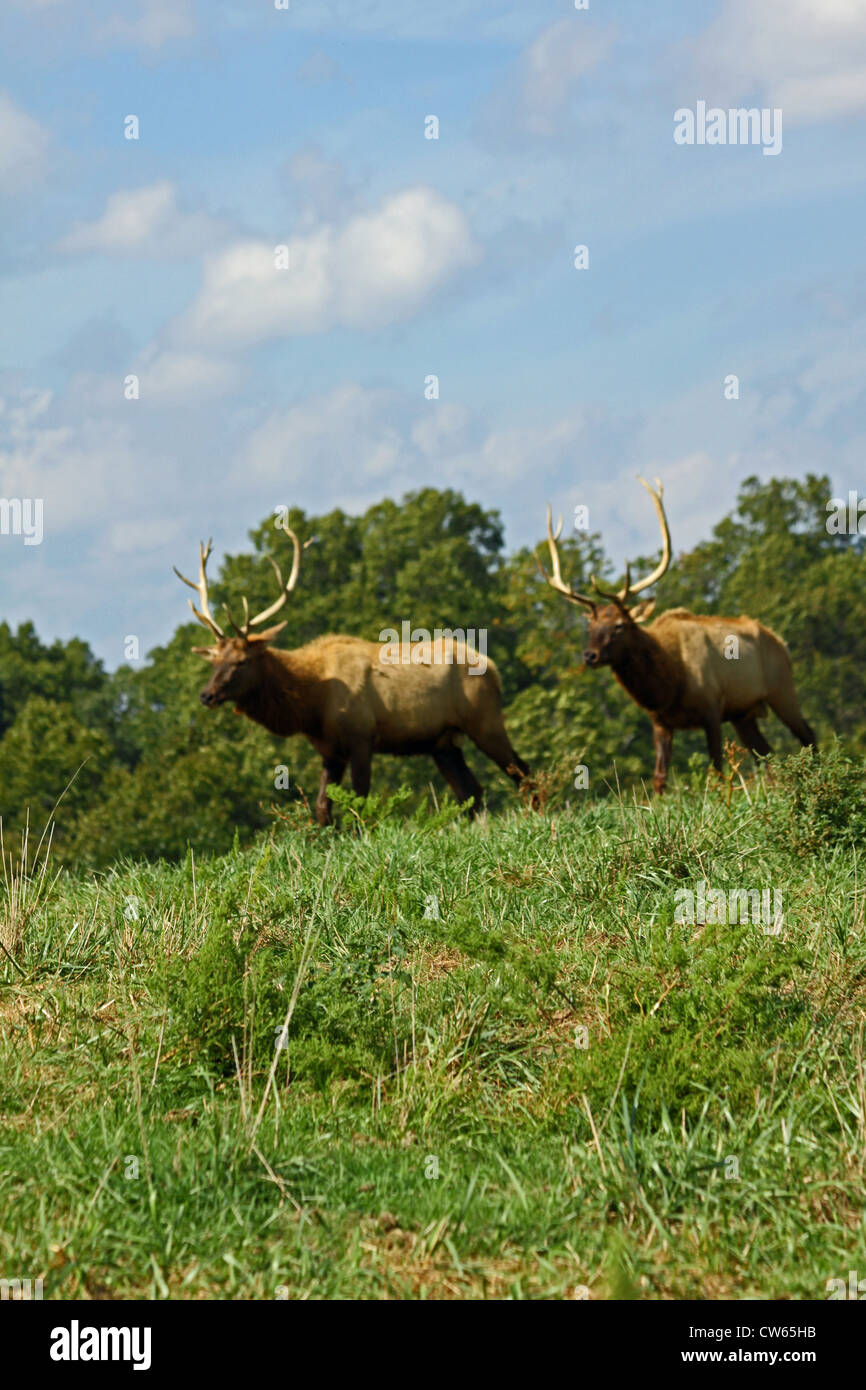 Native american hunting deer hi-res stock photography and images - Alamy