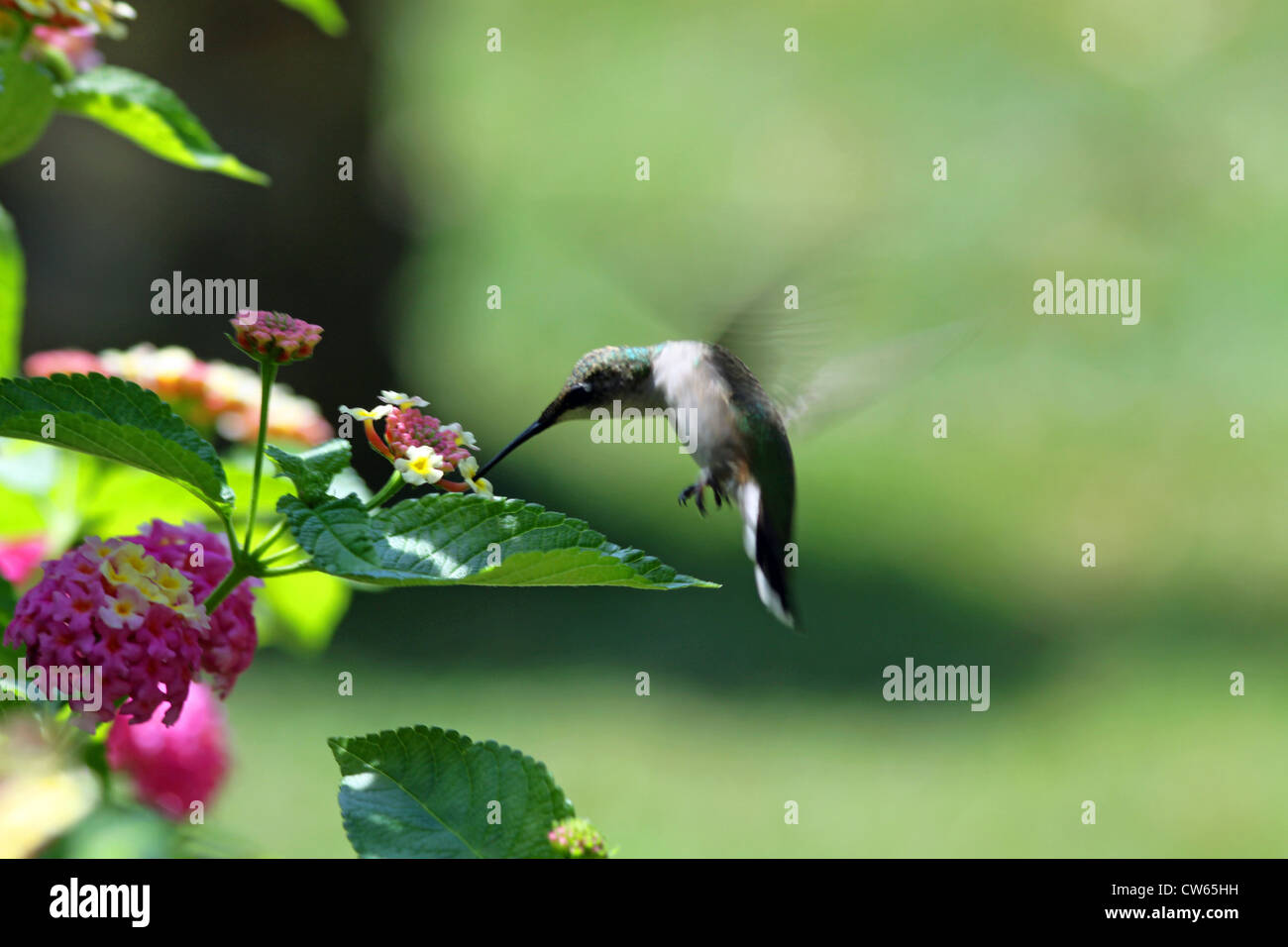 Hummingbird on flower Stock Photo - Alamy