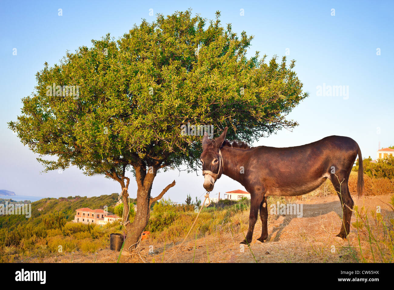 A donkey under a tree in the late afternoon sun in Greece Stock Photo ...