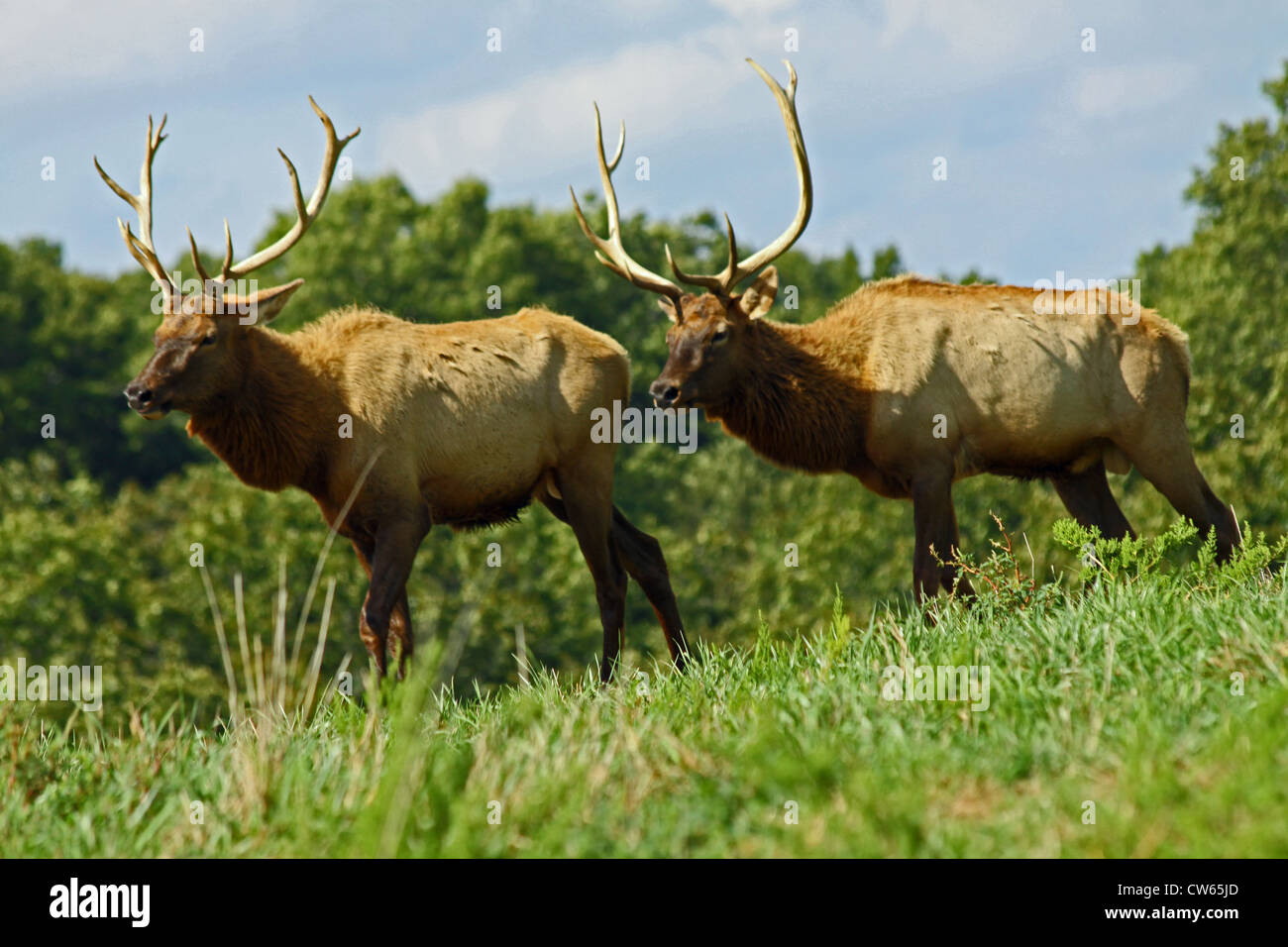 Native american hunting deer hi-res stock photography and images - Alamy