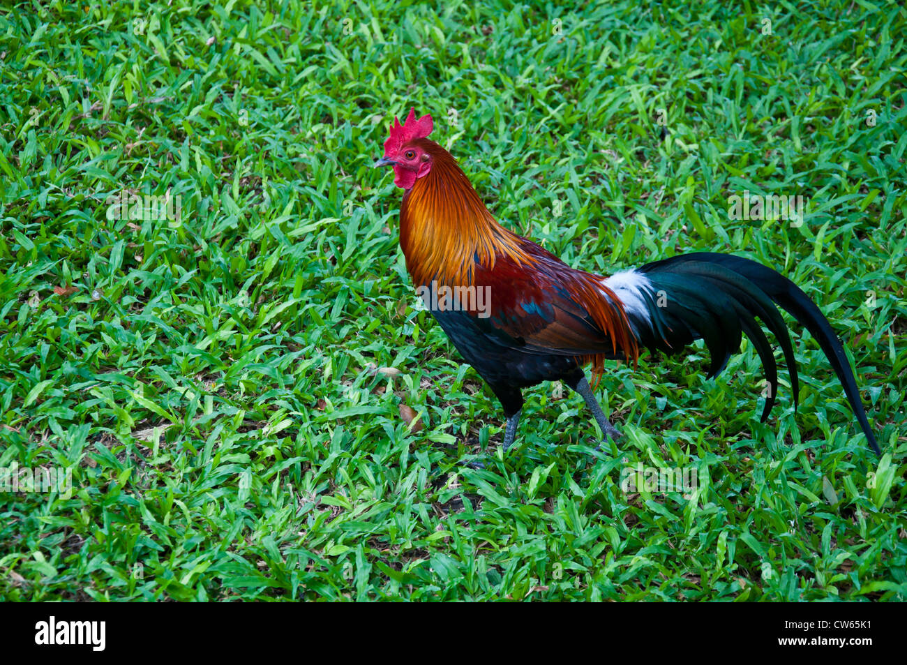 Thai bantam chicken Stock Photo - Alamy