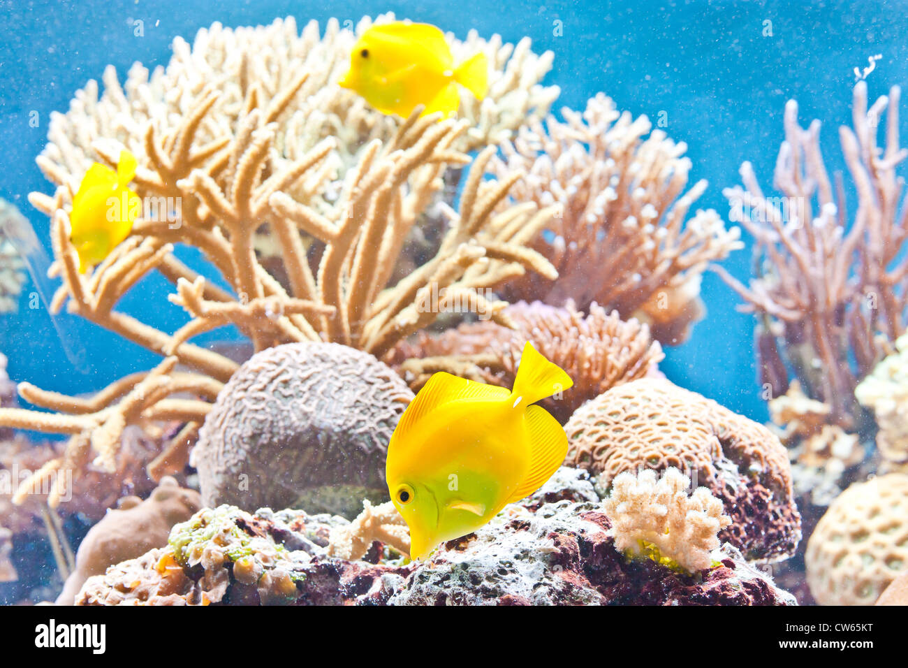 Three beautiful yellow tropical fish in a coral reef Stock Photo - Alamy