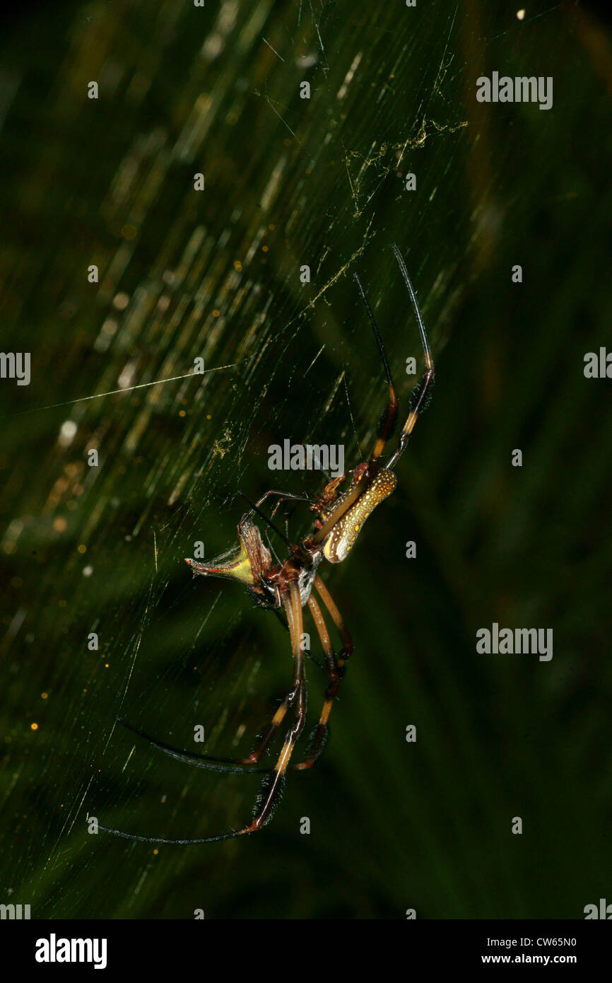 Golden lynx spider hi-res stock photography and images - Alamy