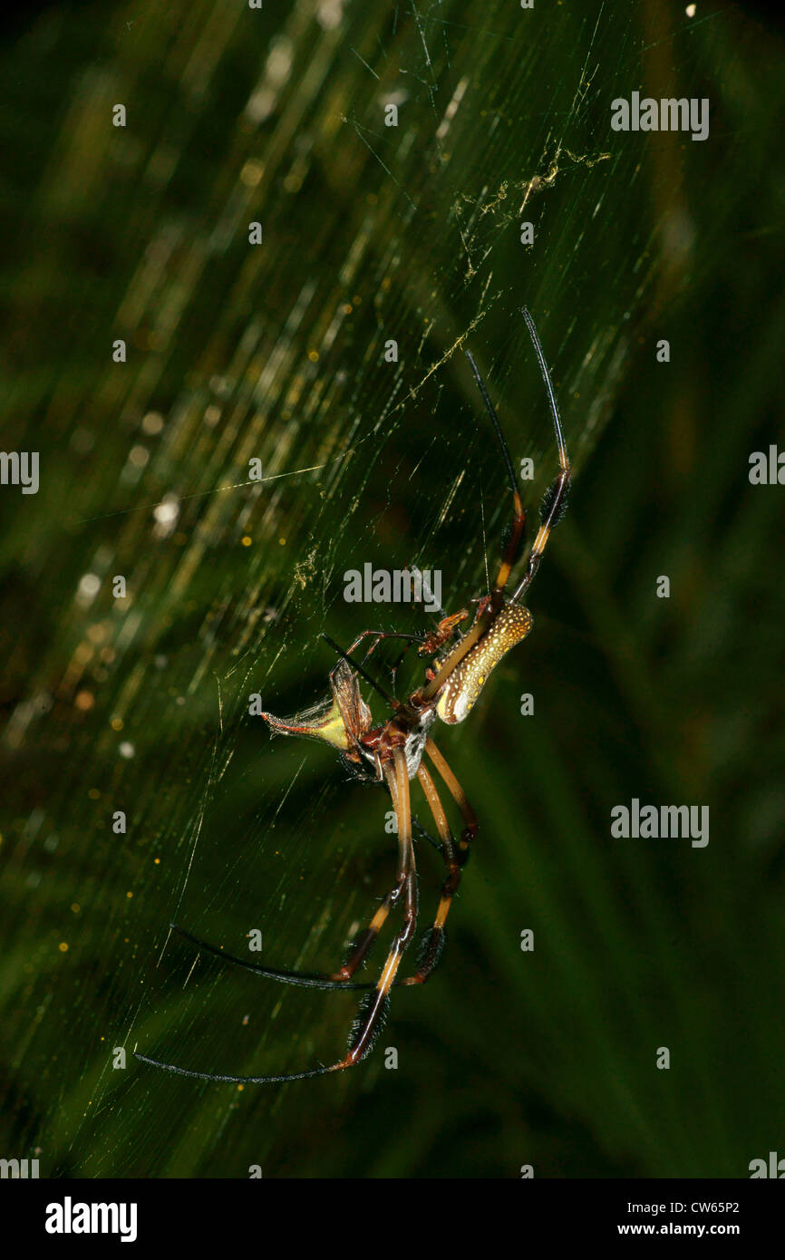 Panama spider hi-res stock photography and images - Alamy