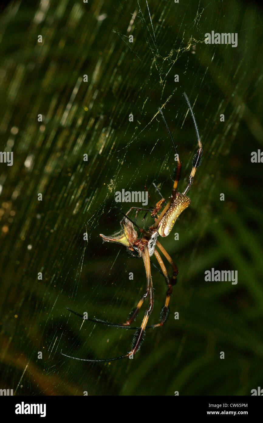 Golden orb spider green hi-res stock photography and images - Alamy
