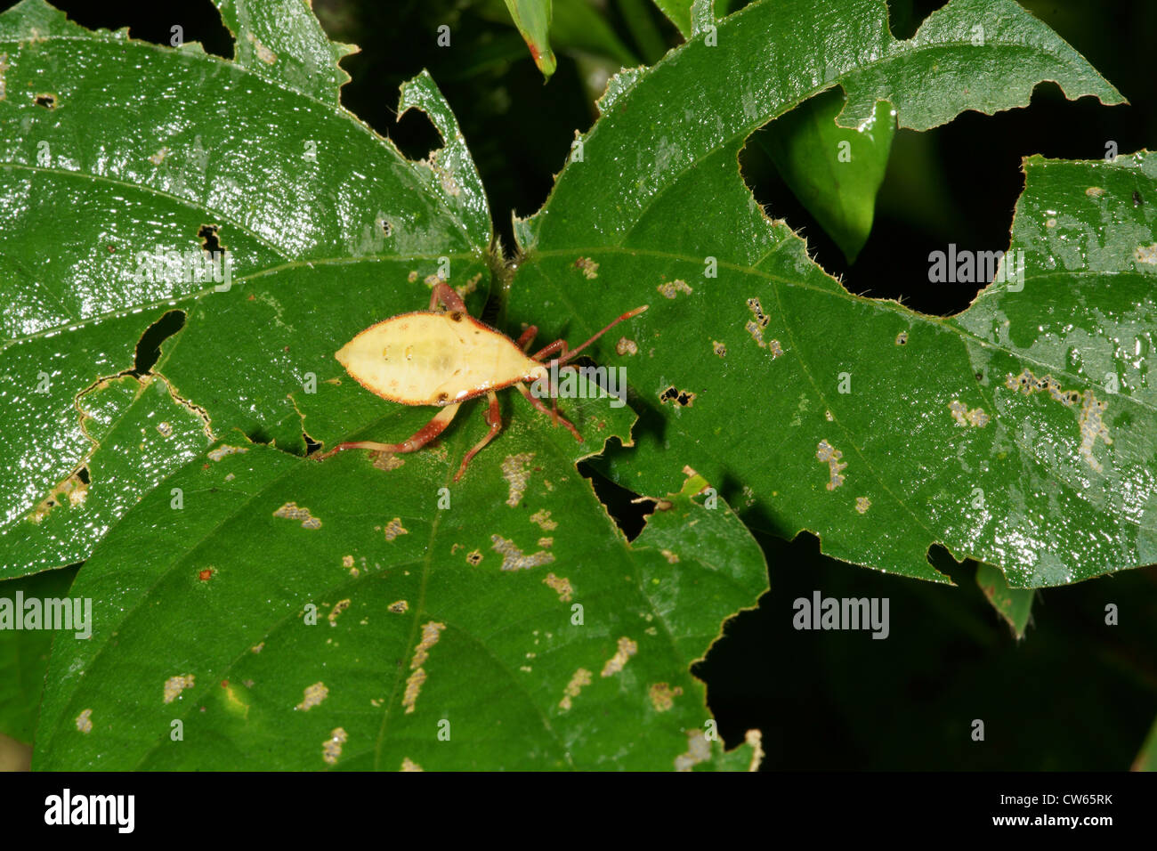 Shield bug larva on leaf Stock Photo - Alamy