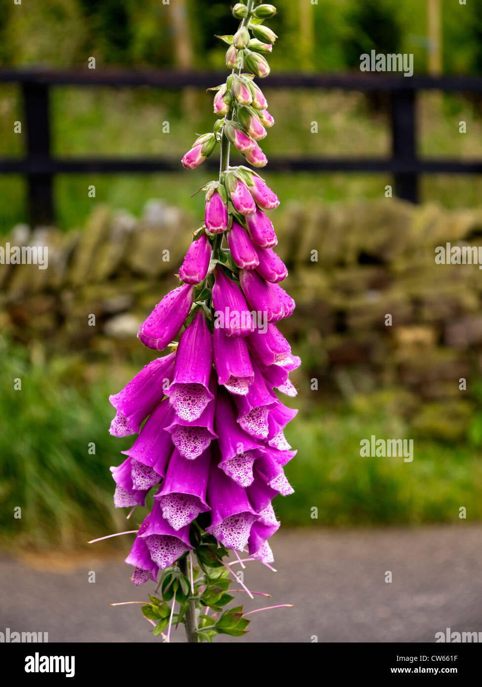 Foxglove flower above Holmfirth, the Last of the Summer Wine Country in ...