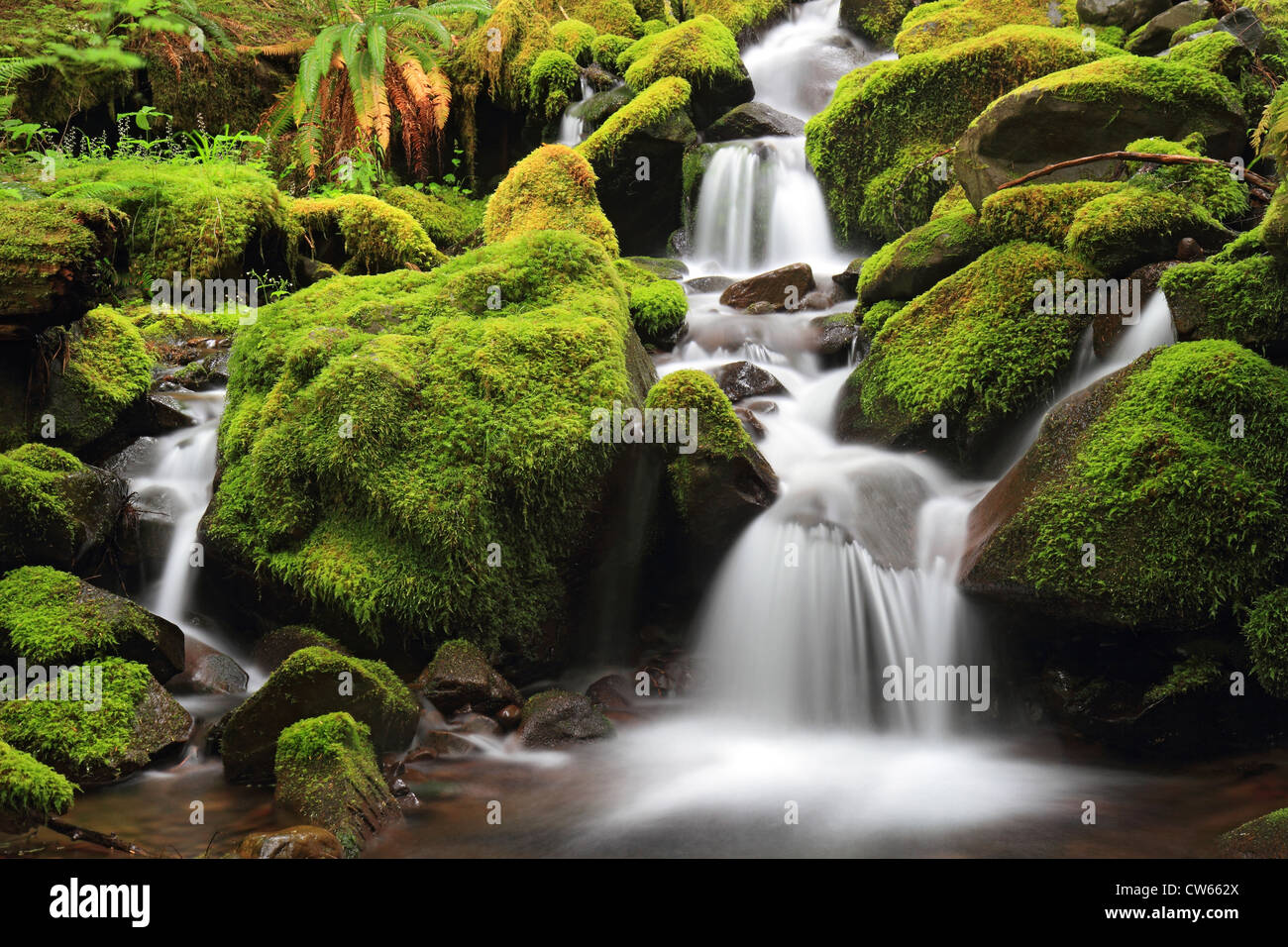 Green Moss stream Stock Photo - Alamy