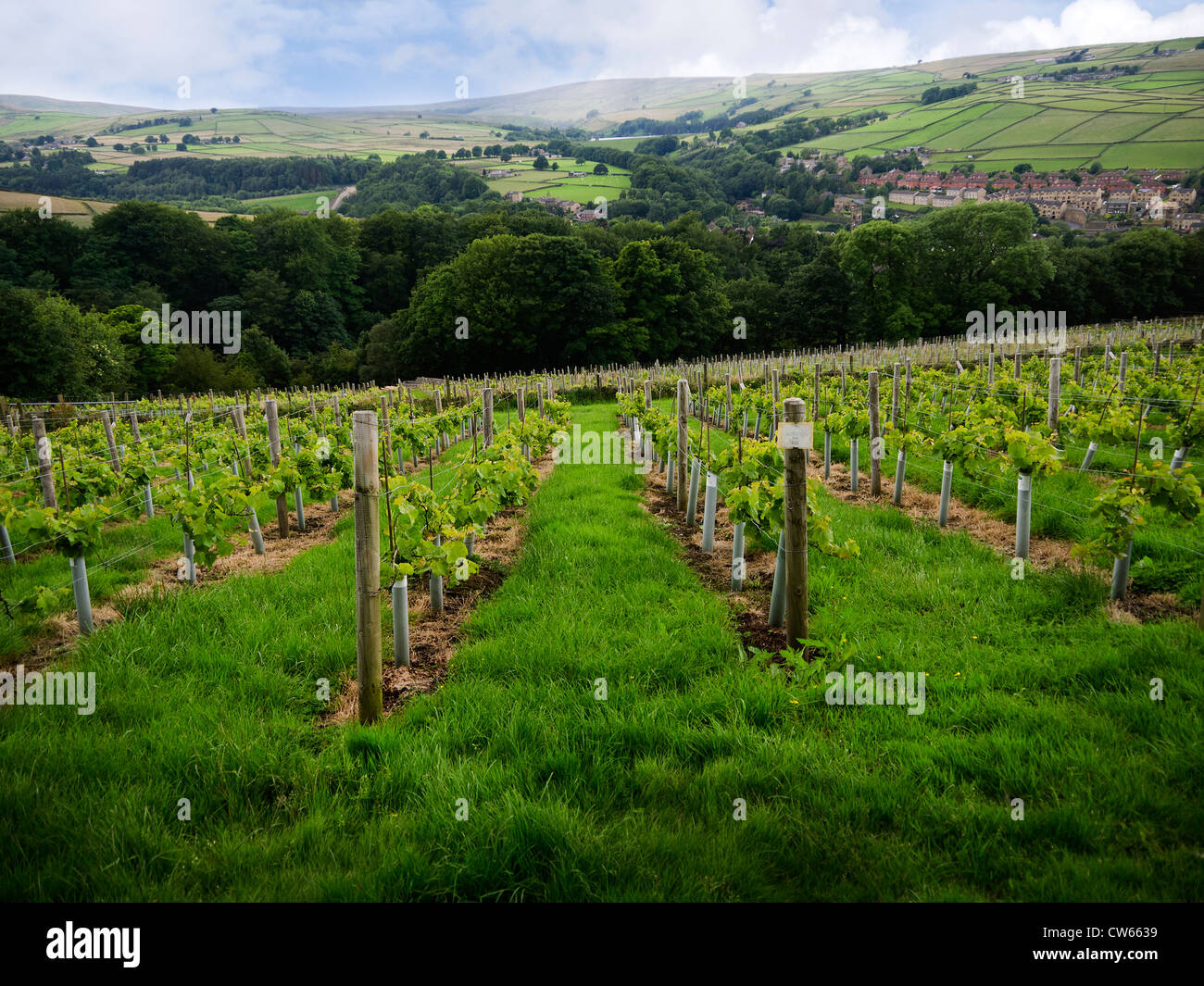Vineyard above Holmfirth, the Last of the Summer Wine Country in West ...