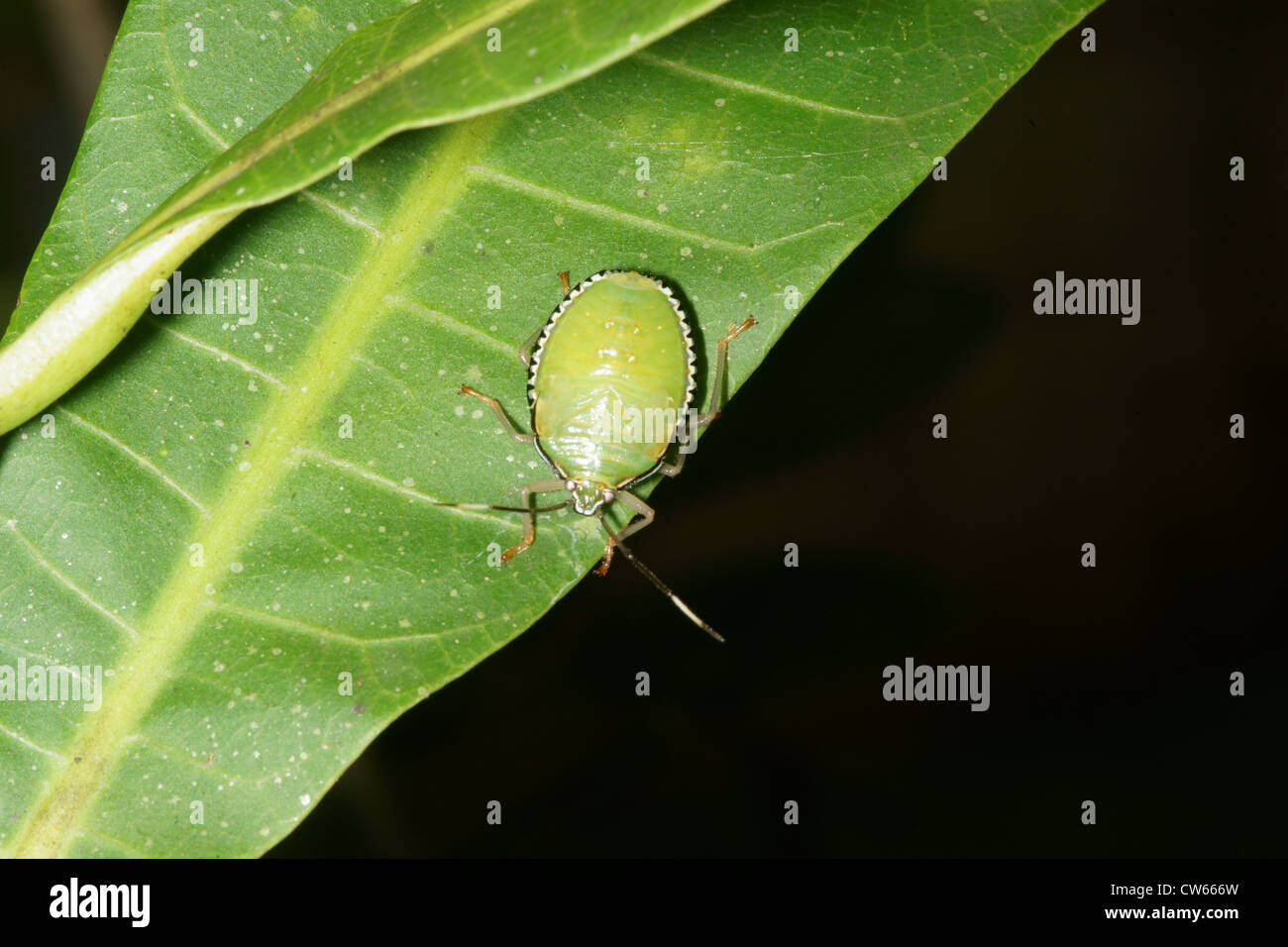 Shield bug larva on plant leaf Stock Photo - Alamy
