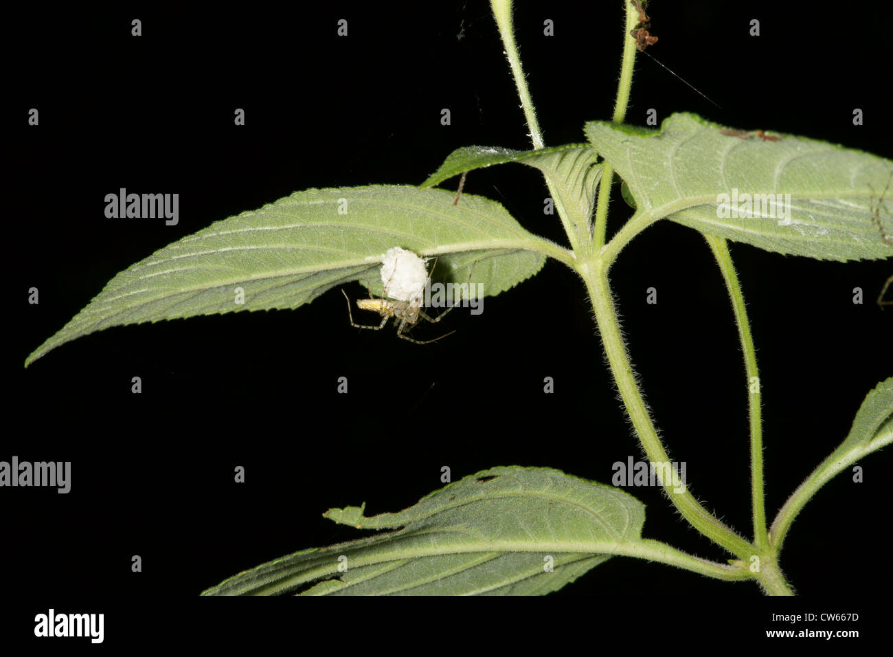 Orb spider egg sac hi-res stock photography and images - Alamy