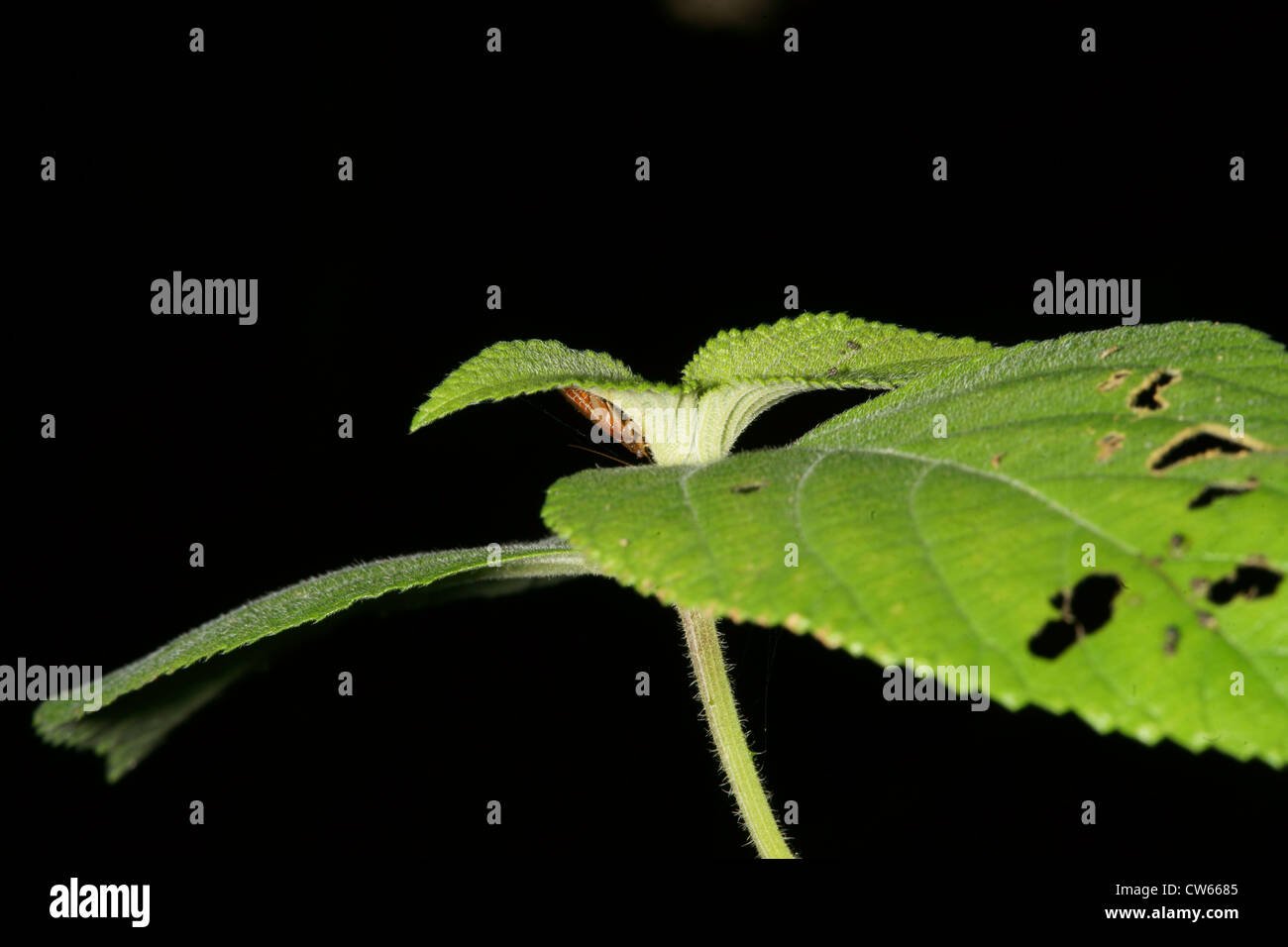 Rain forest insect on leaf Stock Photo - Alamy