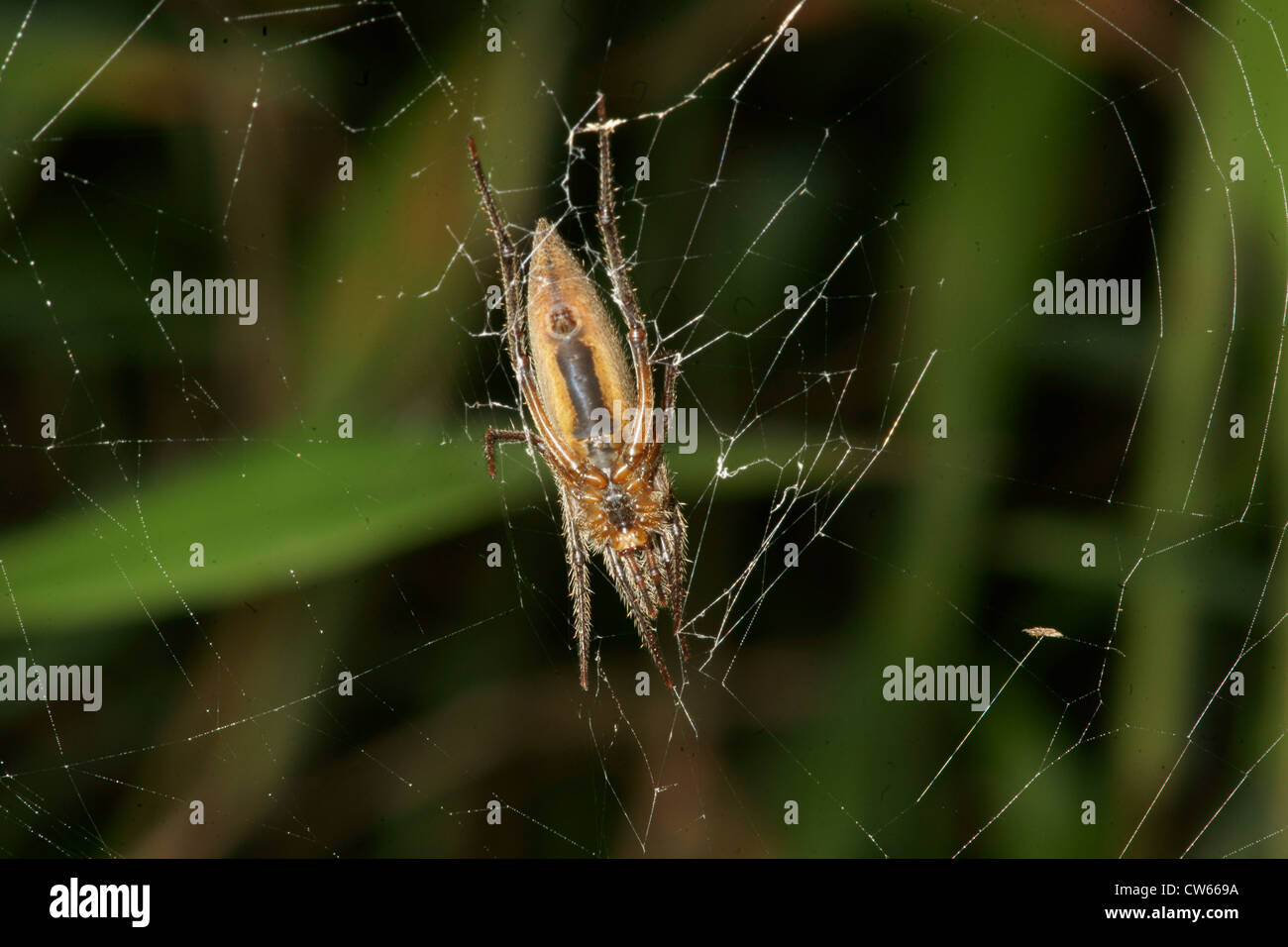 Praying spider hi-res stock photography and images - Alamy