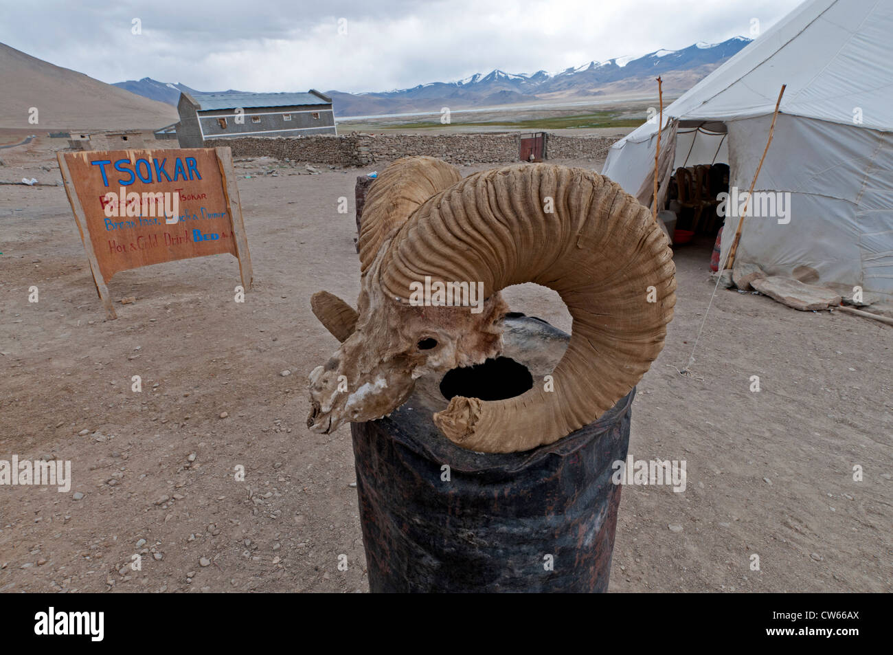 A urial--wild sheep--skull on an oil can in front of a tent in Kar, an ...