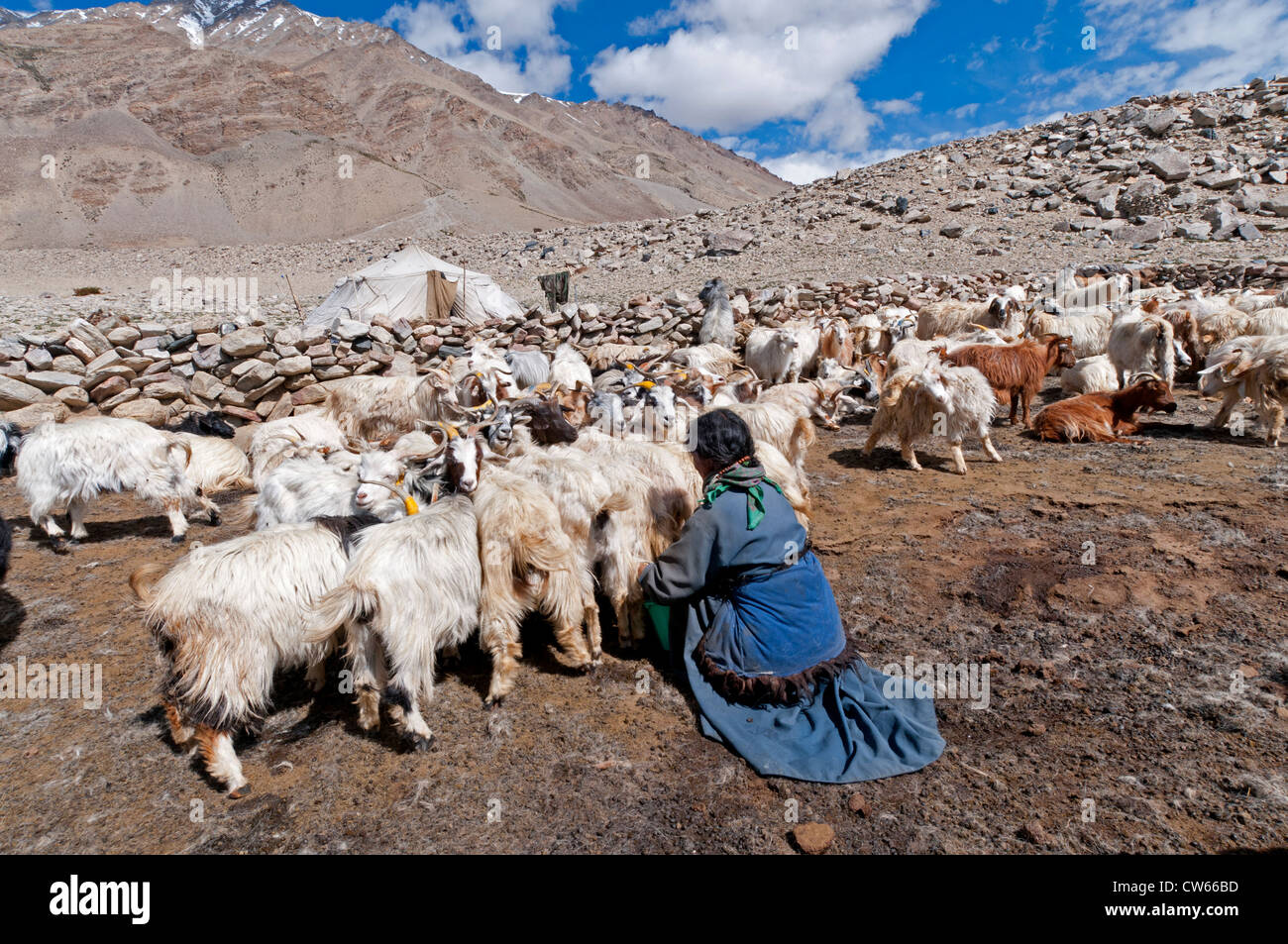 A nomad woman in a blue dress milking Pashmina goats at Dibring Village ...