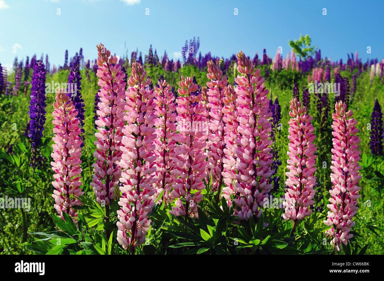 Lupine flower bud bloom hi-res stock photography and images - Alamy