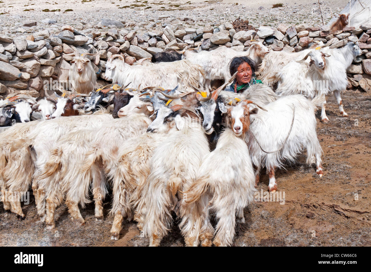 Nomadic woman with Pashmina goats at Dibring Village in Ladakh, India ...
