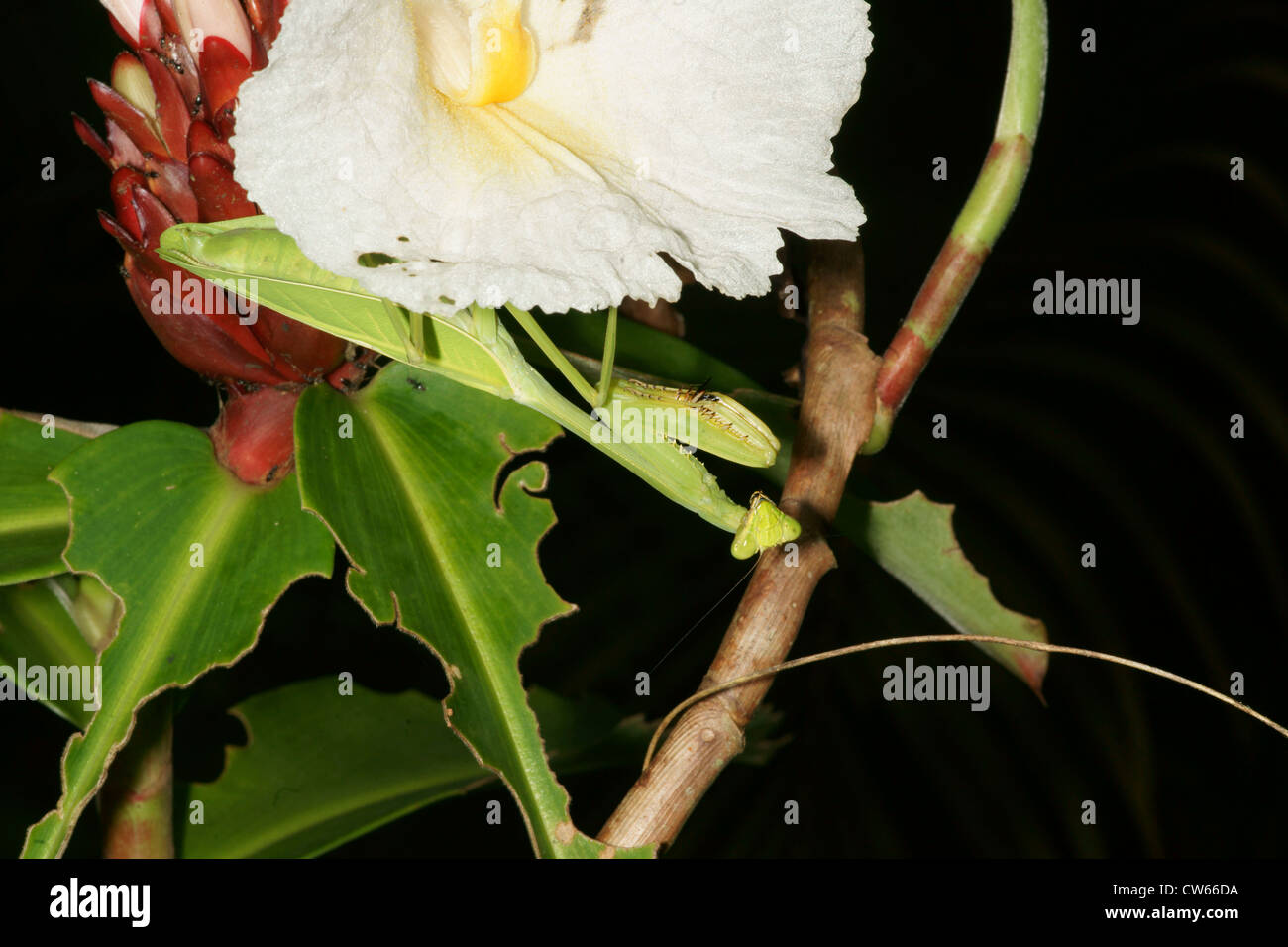 Dragonfly larva prey hi-res stock photography and images - Alamy