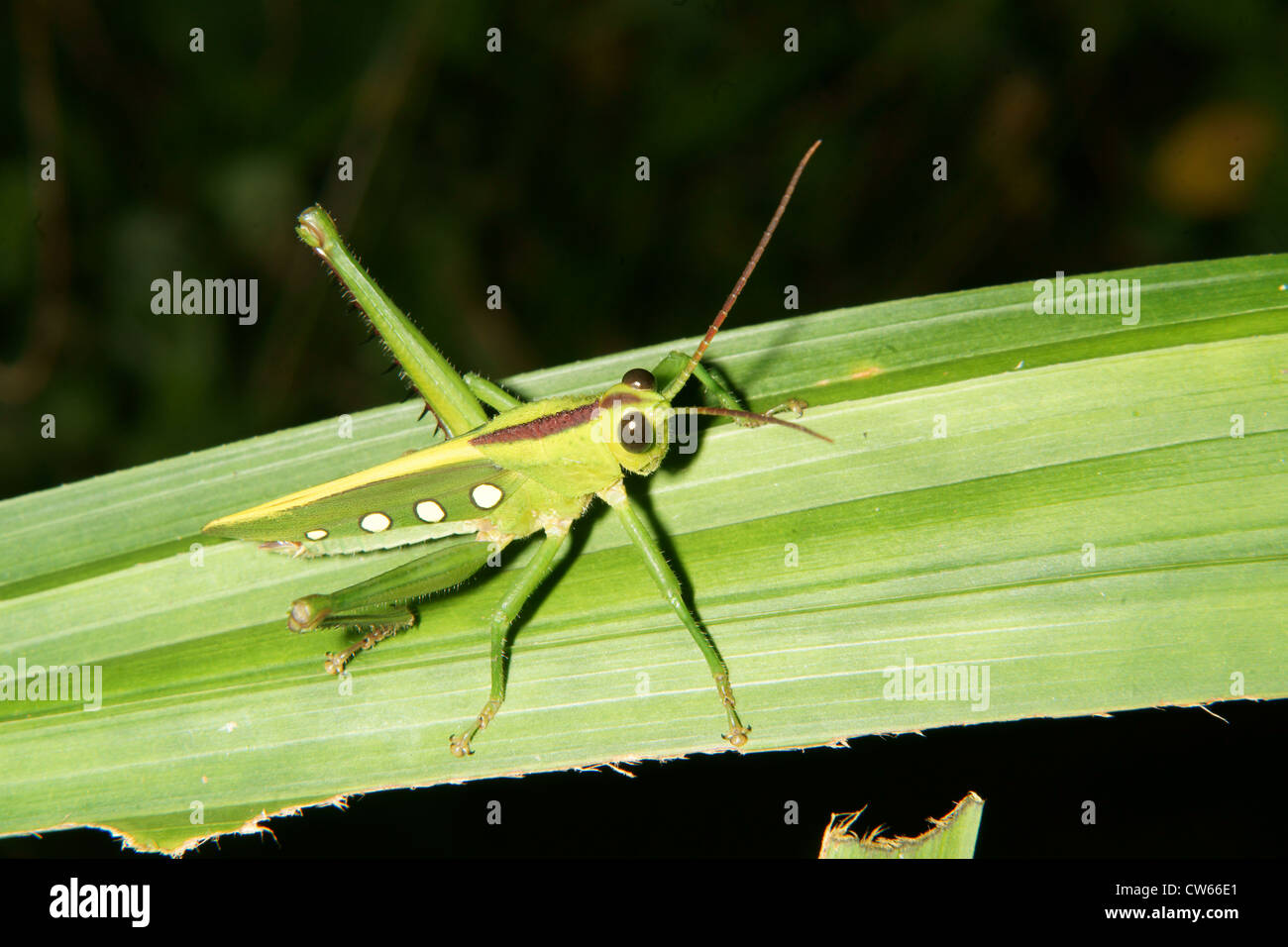 spotted grasshopper on plant leaf Stock Photo - Alamy
