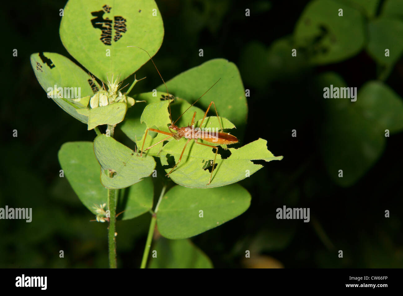 Assassin bug beetle on plant leaf hunting prey Stock Photo - Alamy